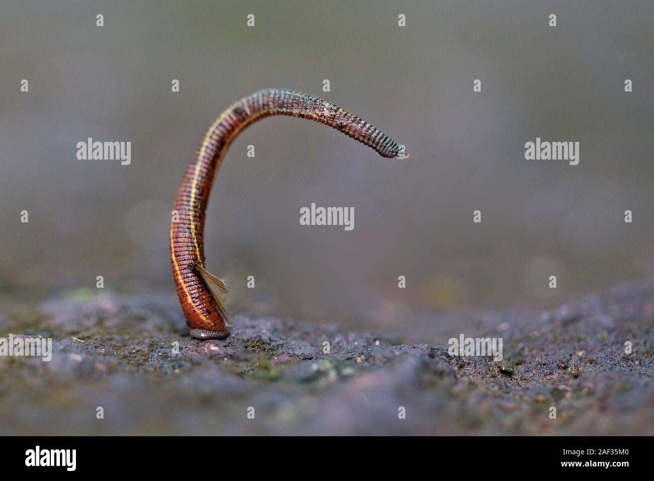 Leech Species (Hirudinea species Stock Photo - Alamy