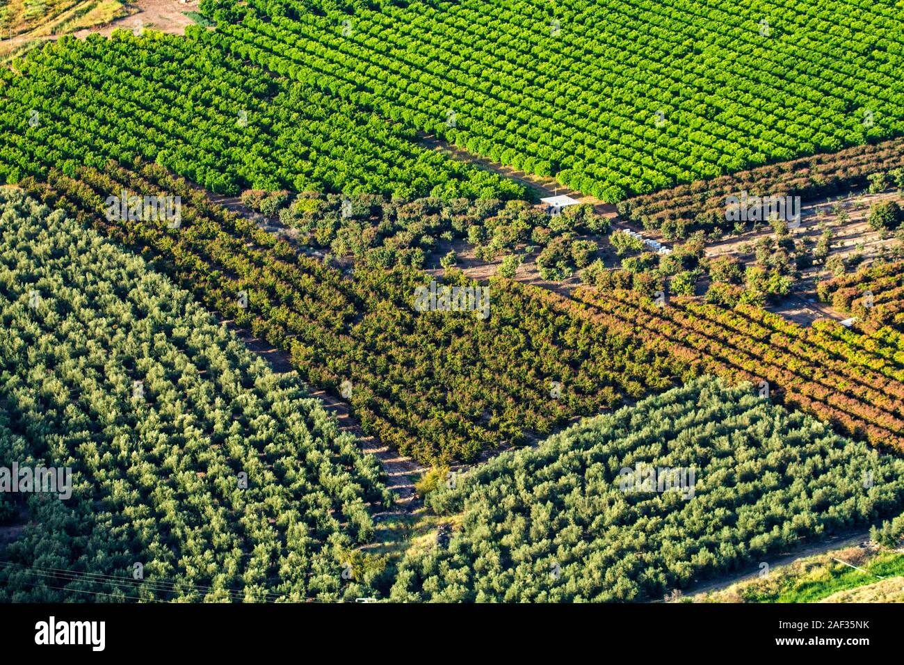 Aerial photography. Elevated view of citrus tree orchards in Jezreel ...