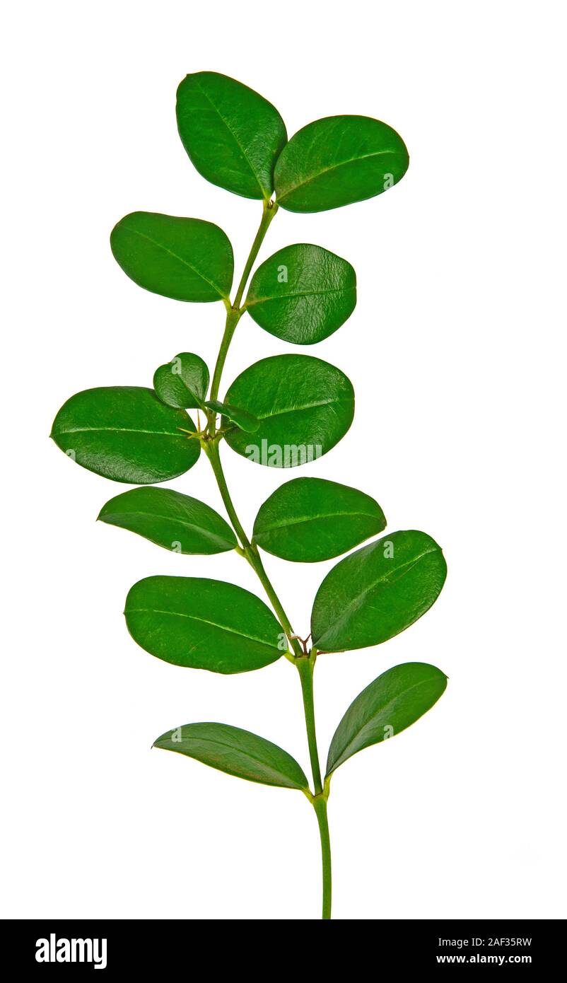 Eucalyptus sapling hi-res stock photography and images - Alamy