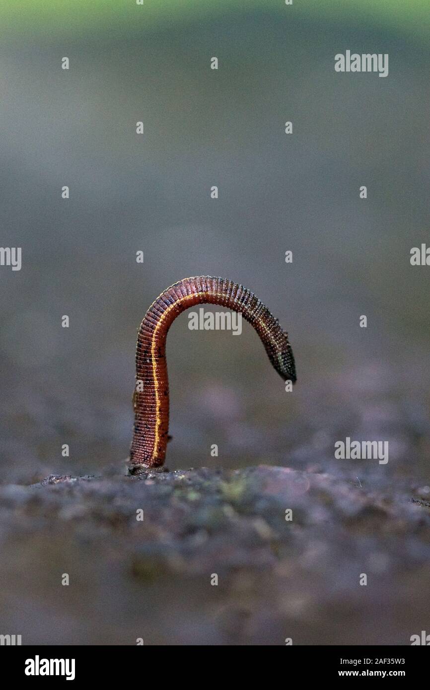 Hirudinea Leech Anatomy