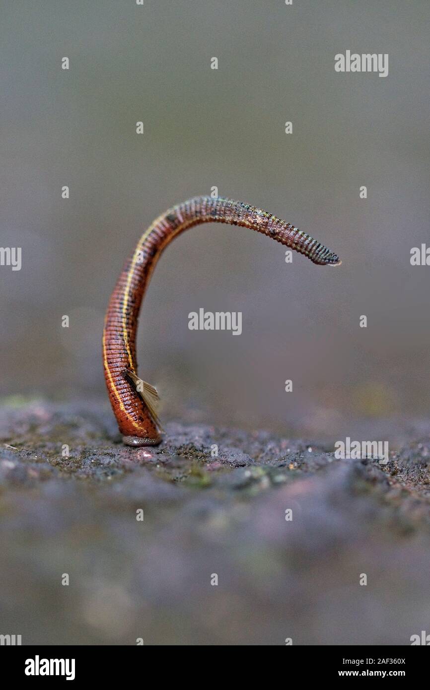 Indian leech hi-res stock photography and images - Alamy