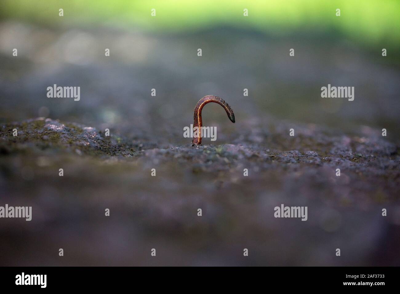 Indian leech hi-res stock photography and images - Alamy