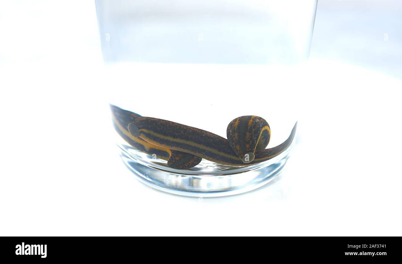 Hirudotherapy. Medical leeches in water before therapy Stock Photo - Alamy