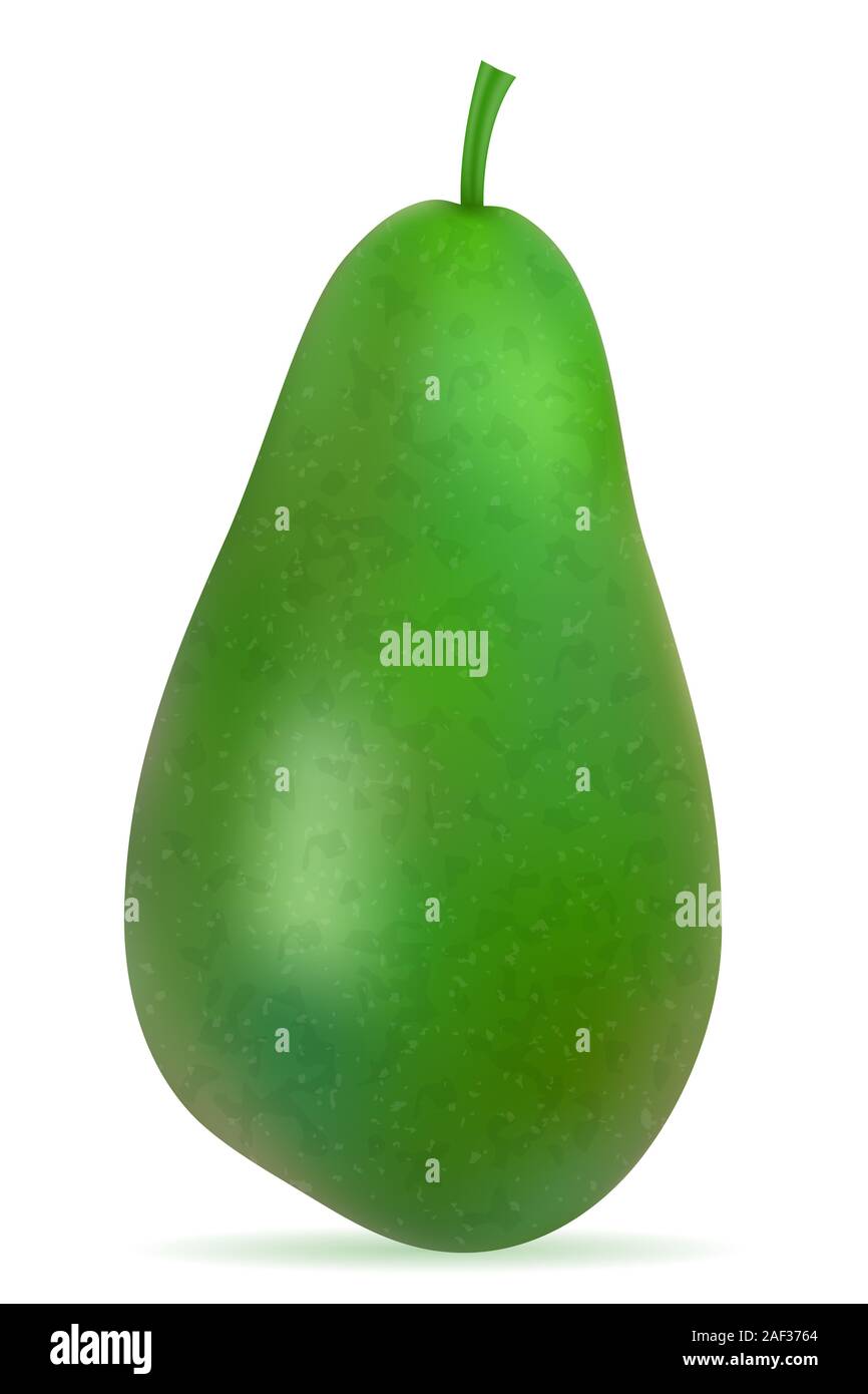 green avocado fresh ripe fruit vector illustration isolated on white ...