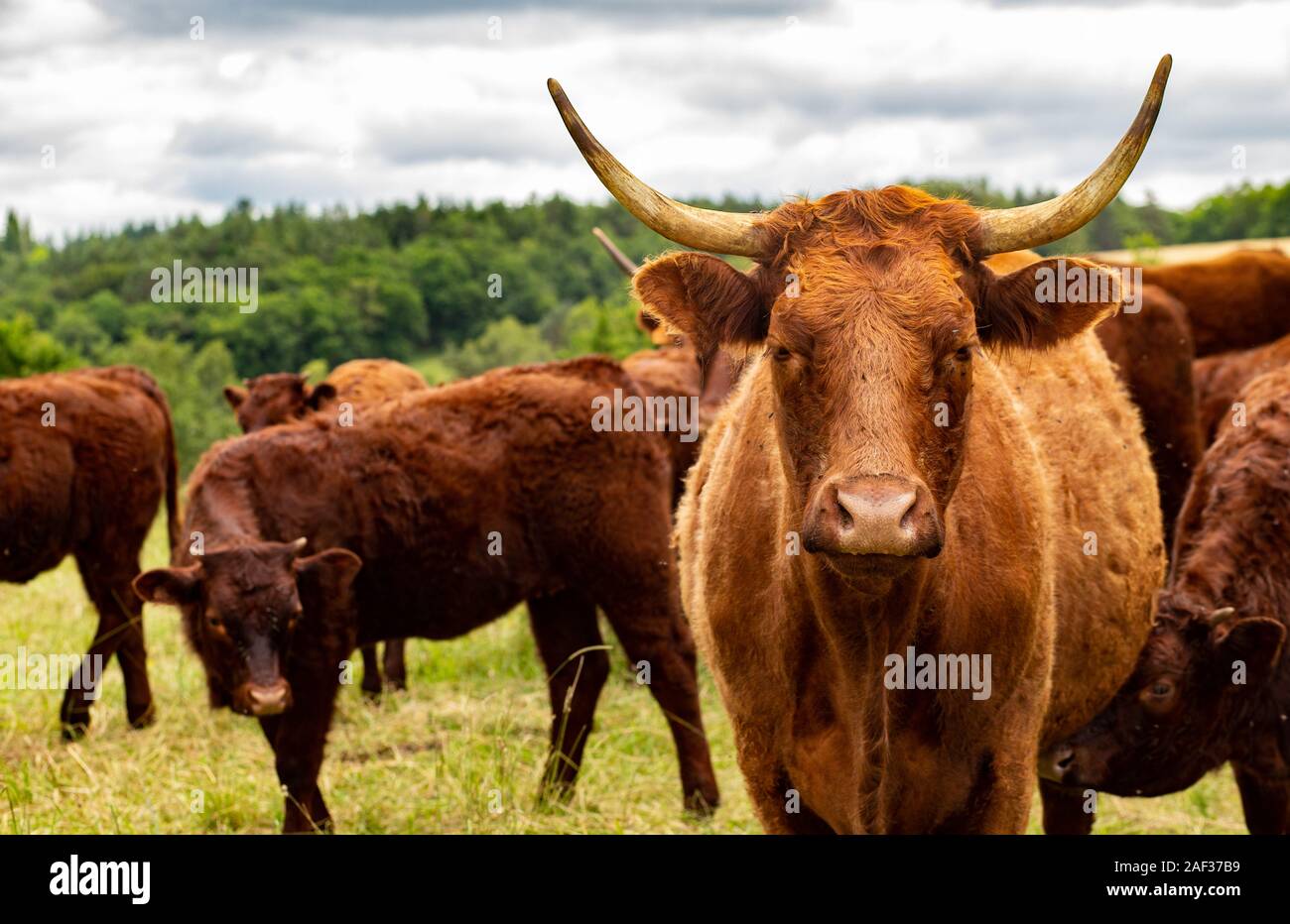 Salers cow with calf hi-res stock photography and images - Alamy