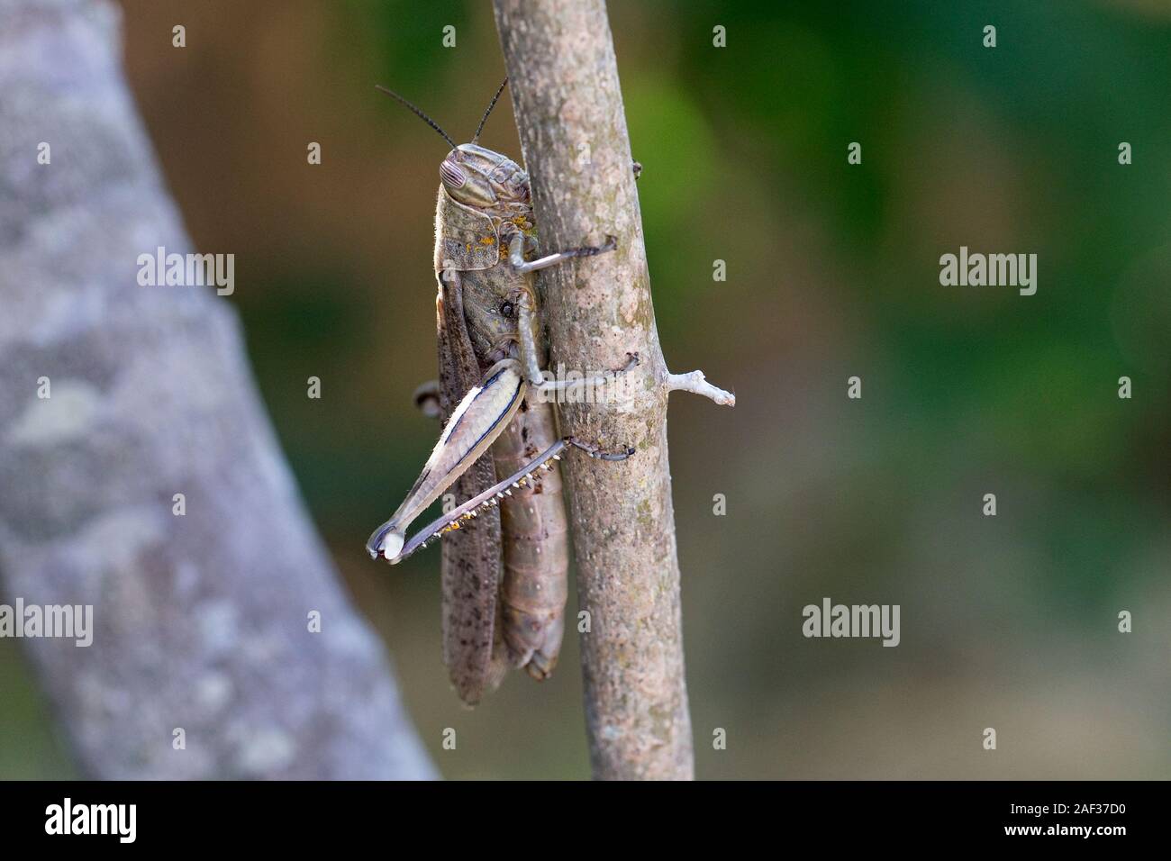 Egyptian Grasshopper (Anacridium aegyptium Stock Photo - Alamy