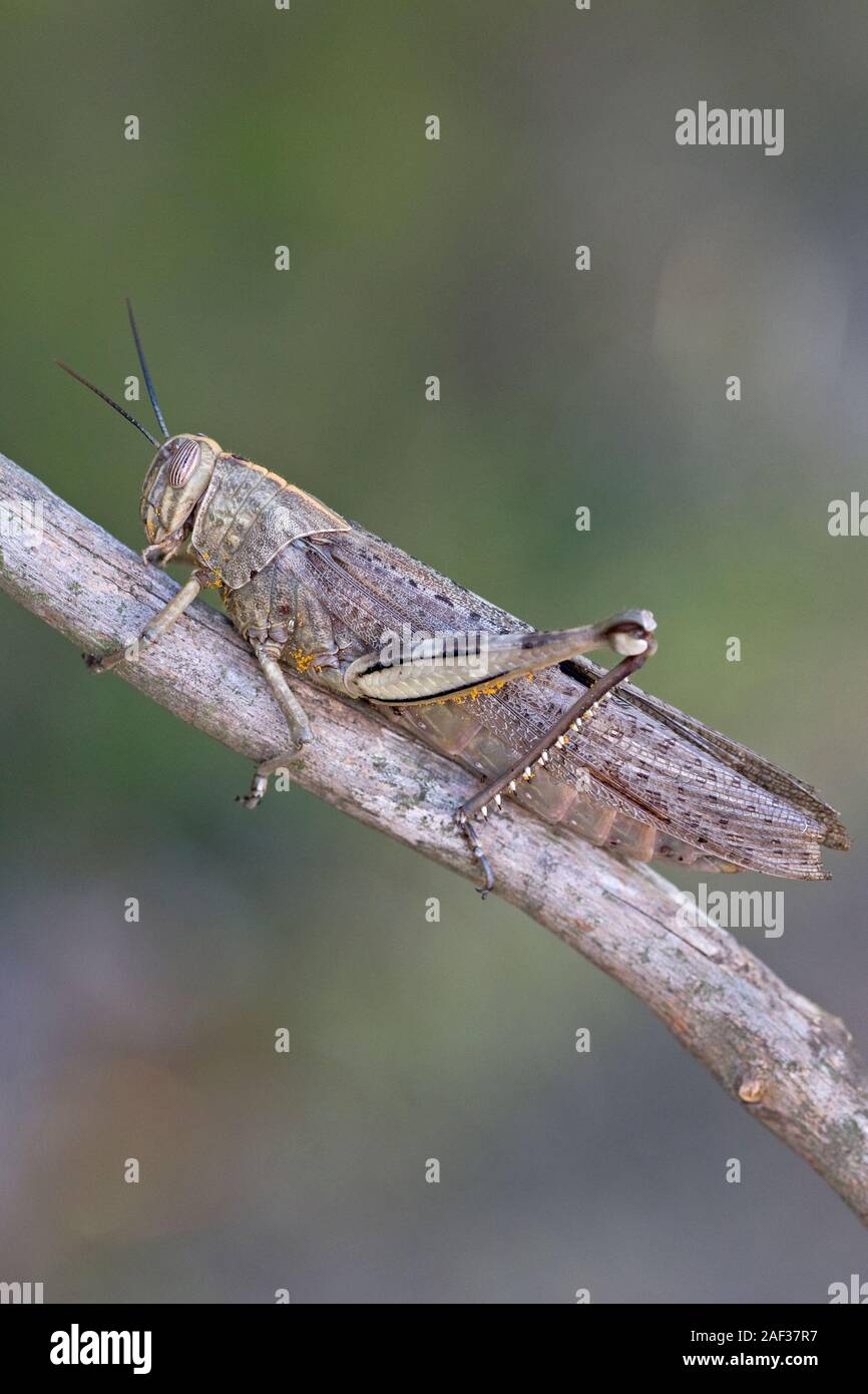 Egyptian Grasshopper (Anacridium aegyptium Stock Photo - Alamy