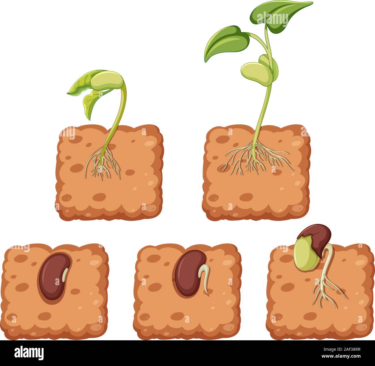 Diagram showing plant growing from seed illustration Stock Vector Image ...