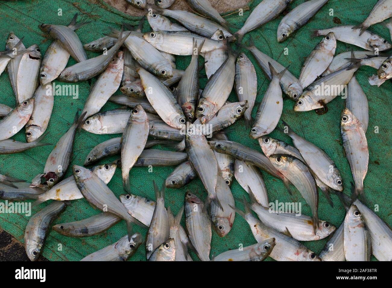Sardinella gibbosa hi-res stock photography and images - Alamy