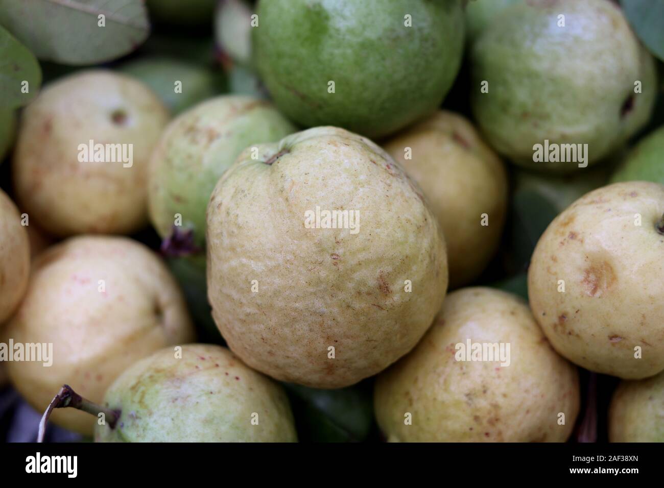 Indian guava fruit hi-res stock photography and images - Alamy