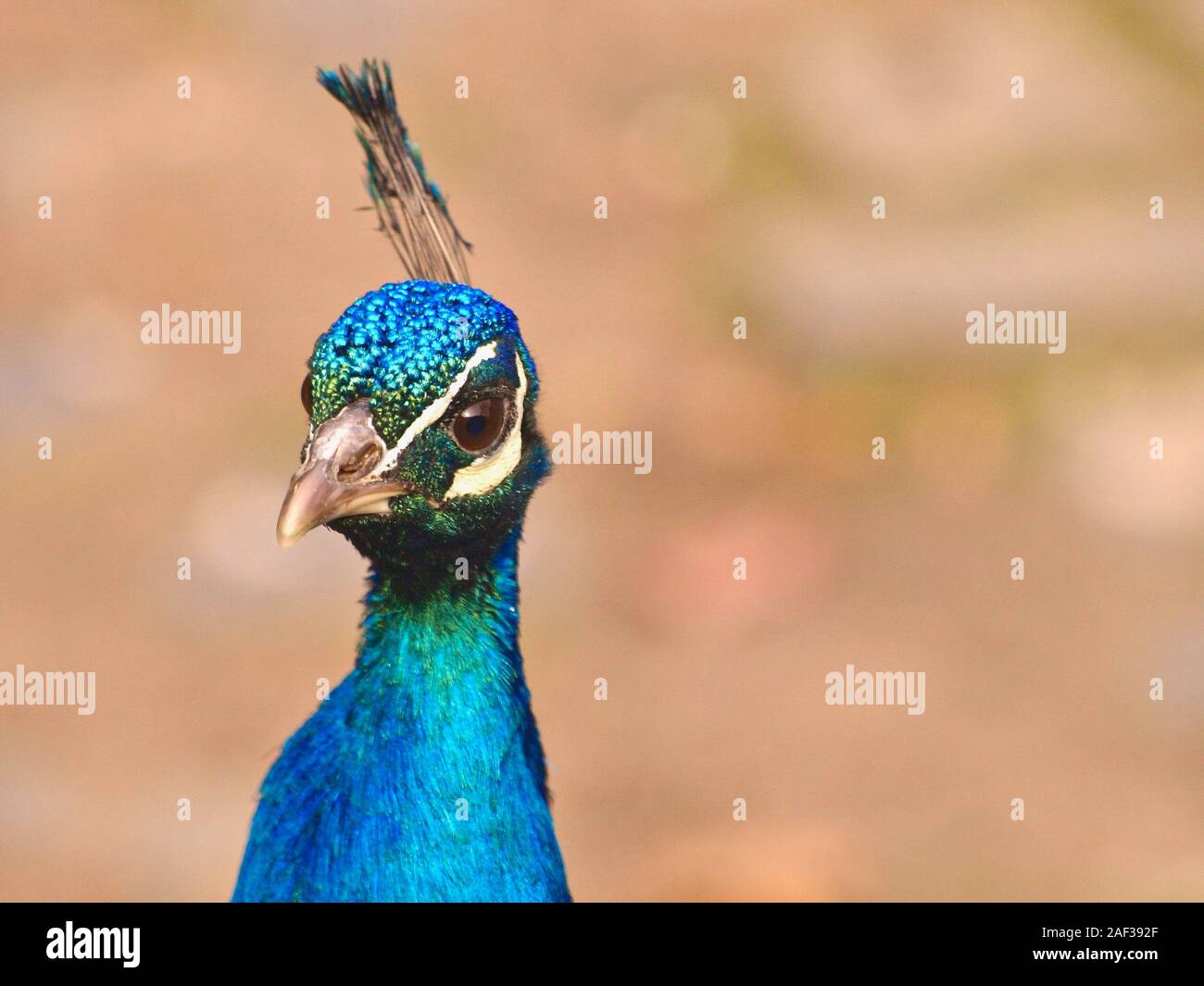 Closeup peacocks head hi-res stock photography and images - Alamy