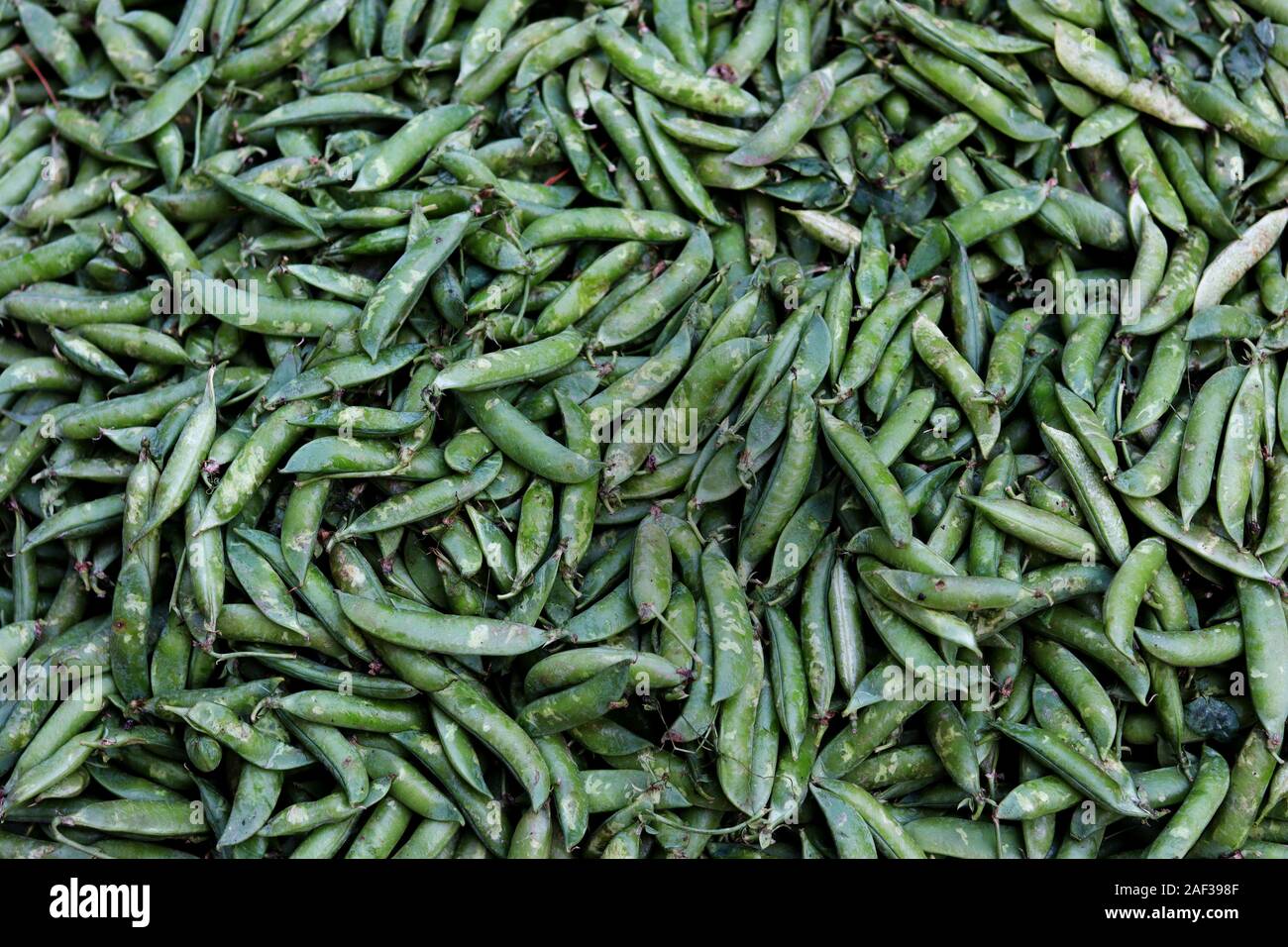 India green pea hi-res stock photography and images - Alamy