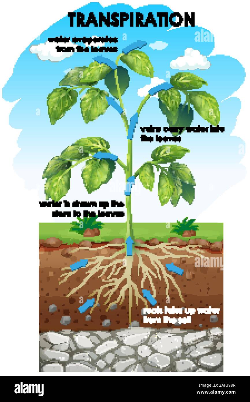 Diagram showing transpiration of plant illustration Stock Vector Image ...