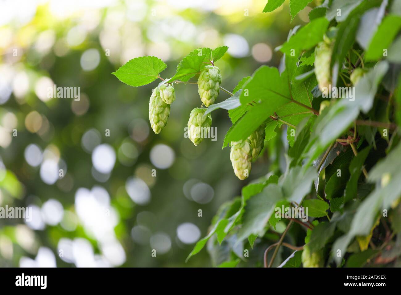 Bloom hop hi-res stock photography and images - Alamy