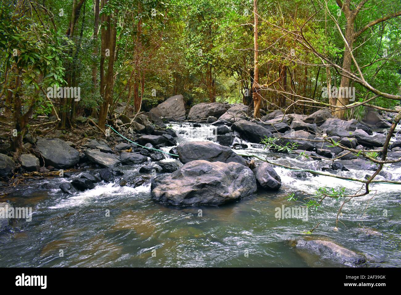 a river in the middle of a jungle with colorful trees Stock Photo - Alamy