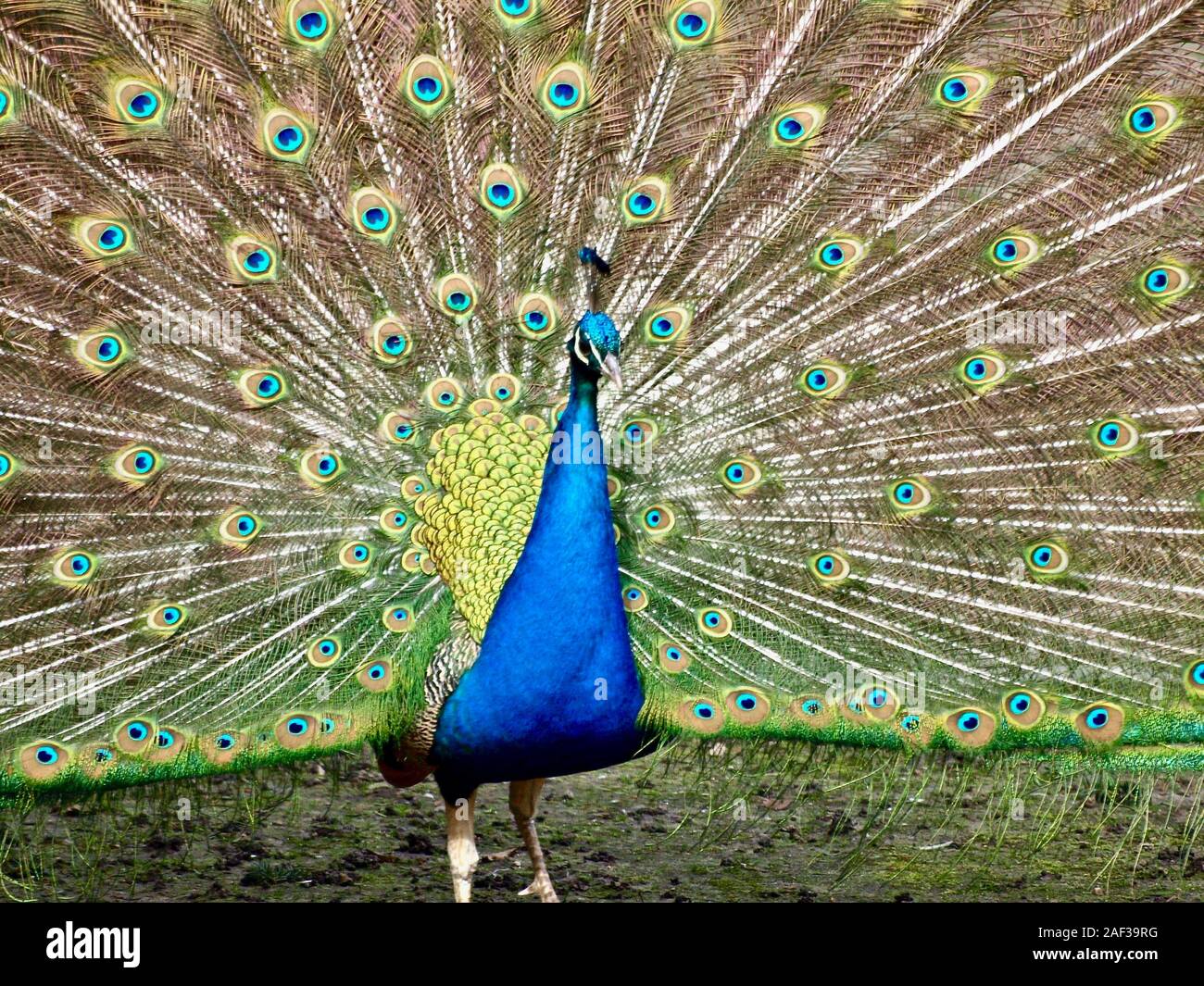Beautiful peacock bird forming a wheel with his feathers Stock Photo ...