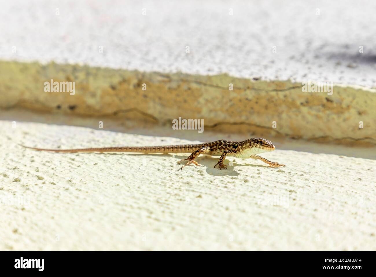 small mediterranean lizard basking in sun Stock Photo - Alamy