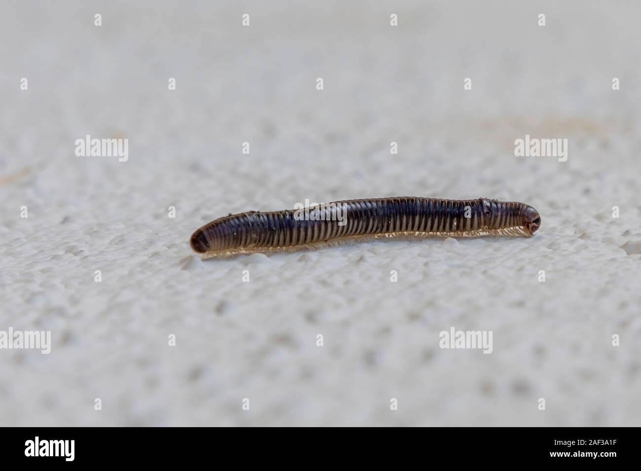 Black diplopoda arthropod hi-res stock photography and images - Alamy