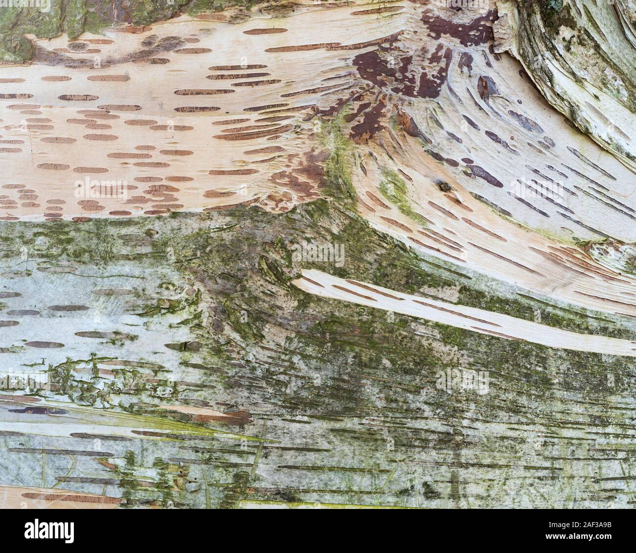 Betula pendula bark detail hi-res stock photography and images - Alamy