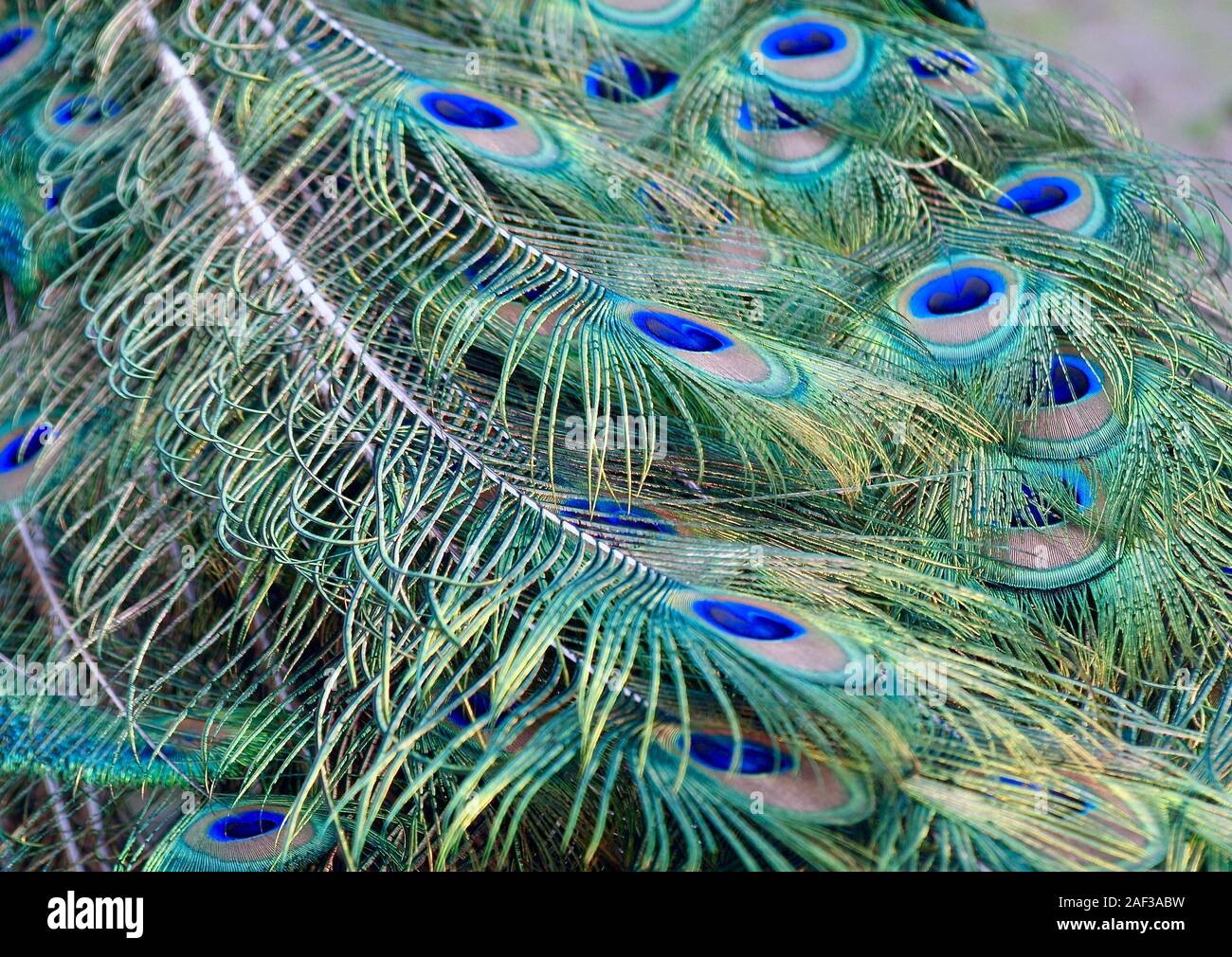 Beautiful tail of a peacock bird Stock Photo - Alamy