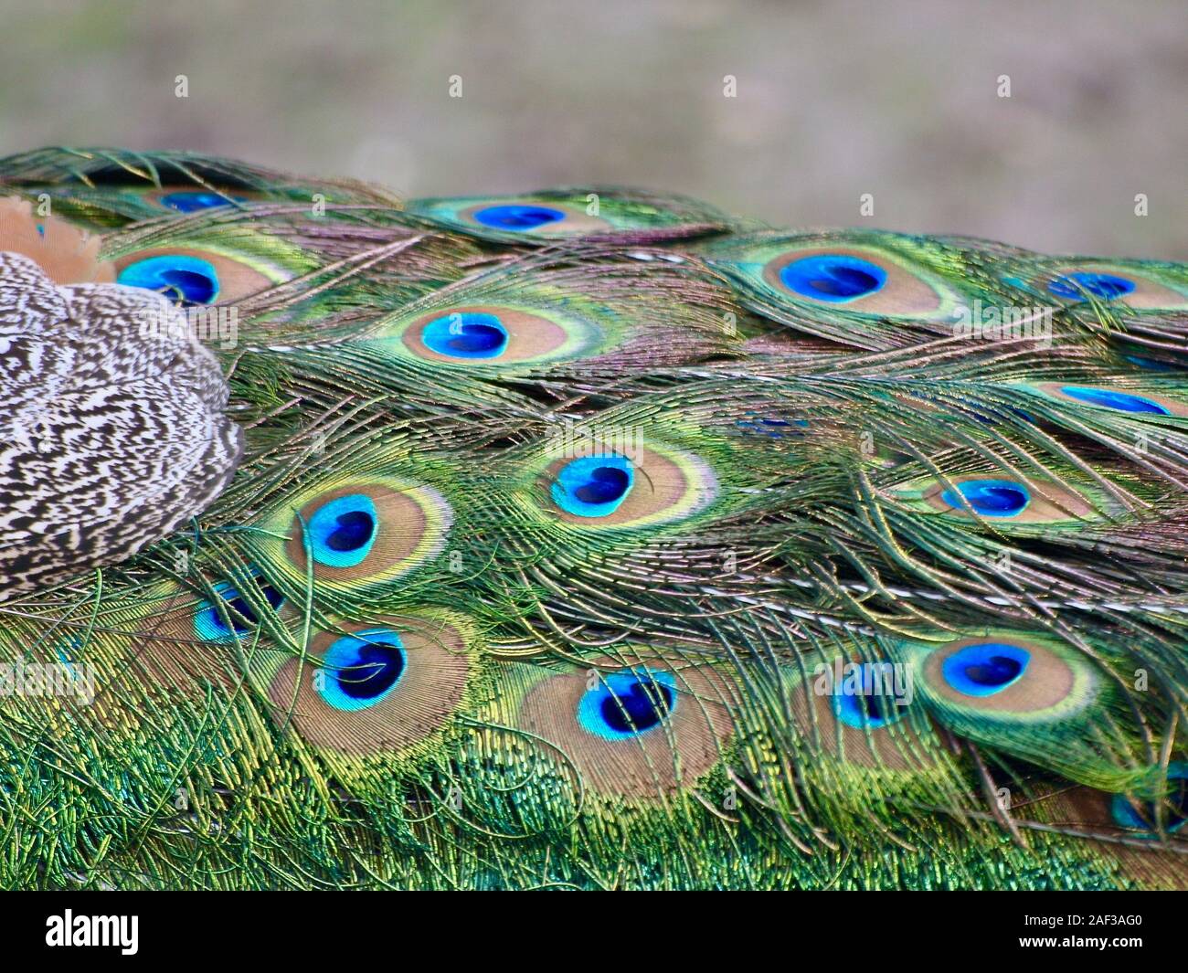 Beautiful tail of a peacock bird Stock Photo - Alamy