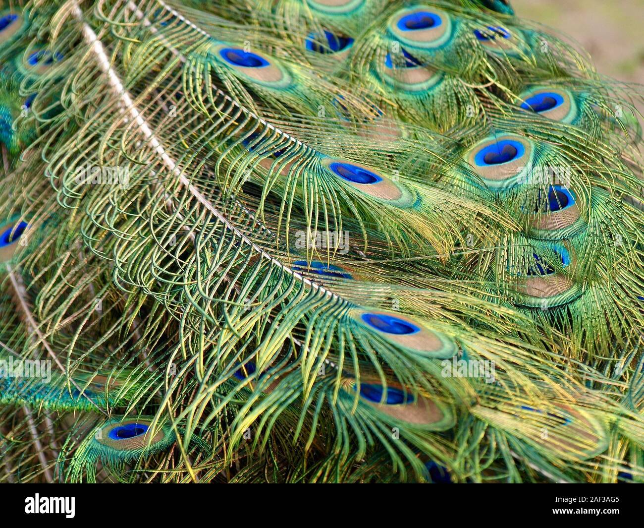 Beautiful tail of a peacock bird Stock Photo - Alamy