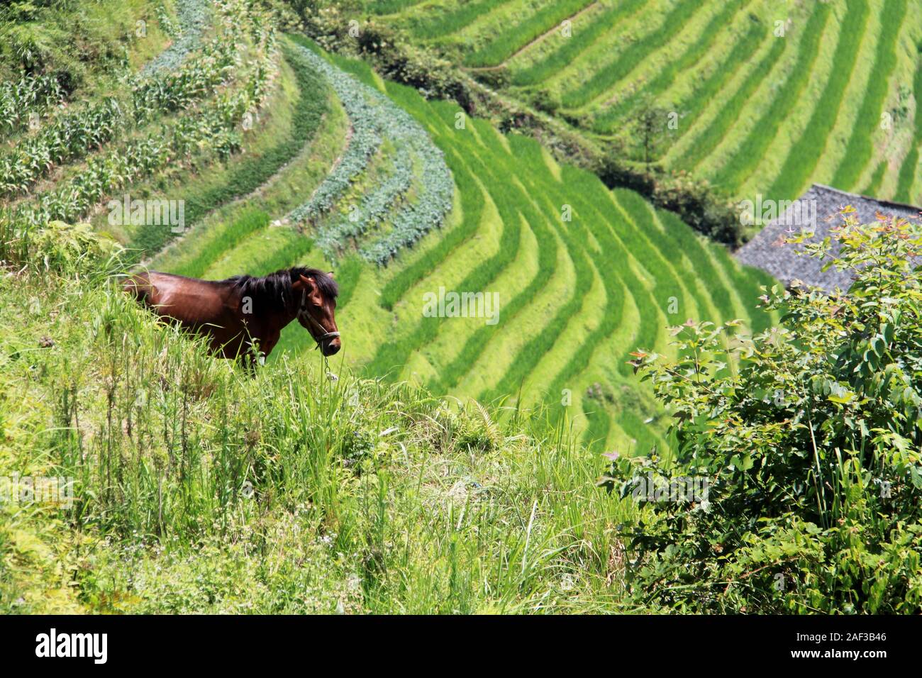 The extraordinary landscape of Longji rice fields Stock Photo - Alamy