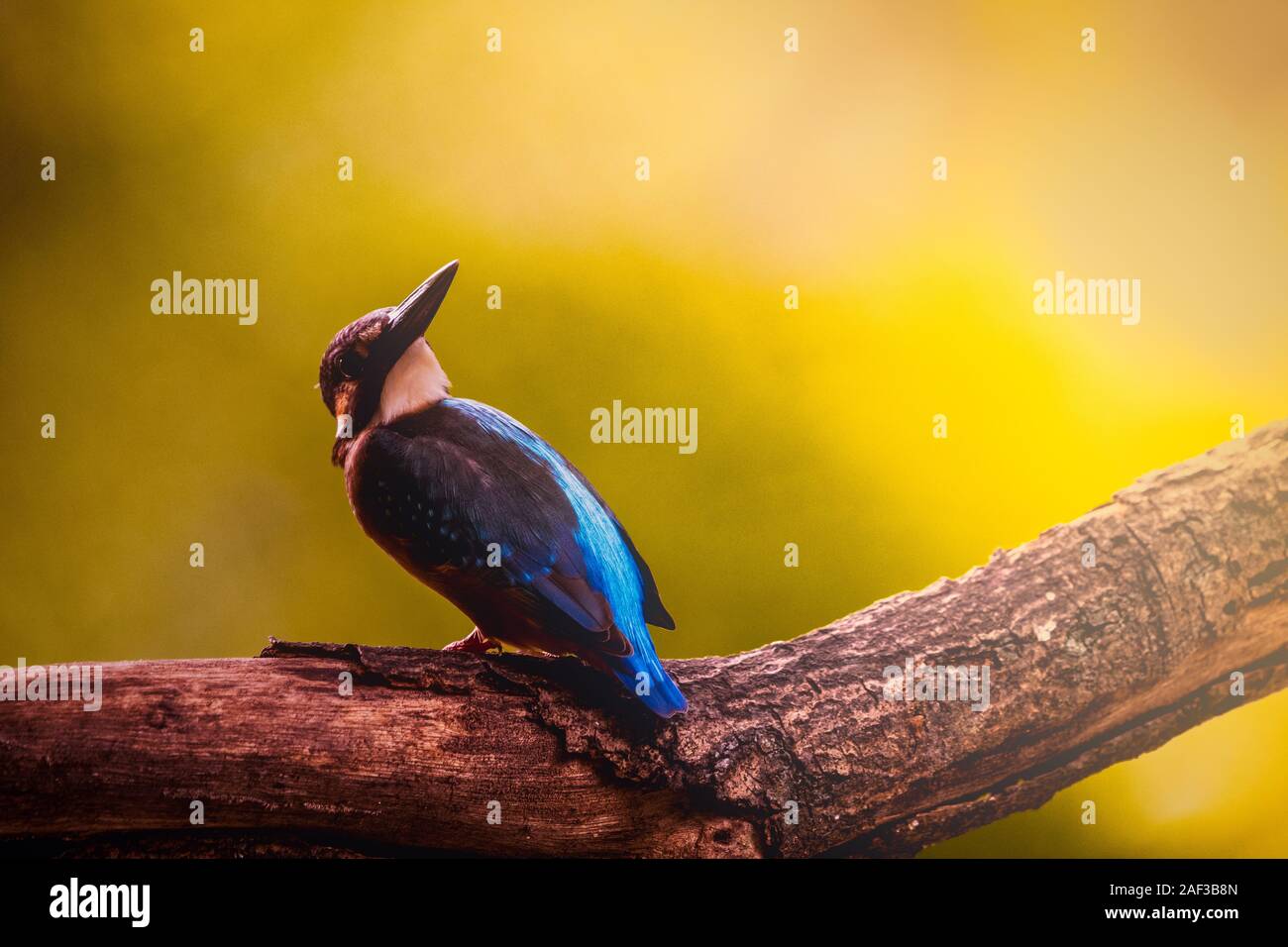 Common kingfisher (Alcedo atthis Stock Photo - Alamy
