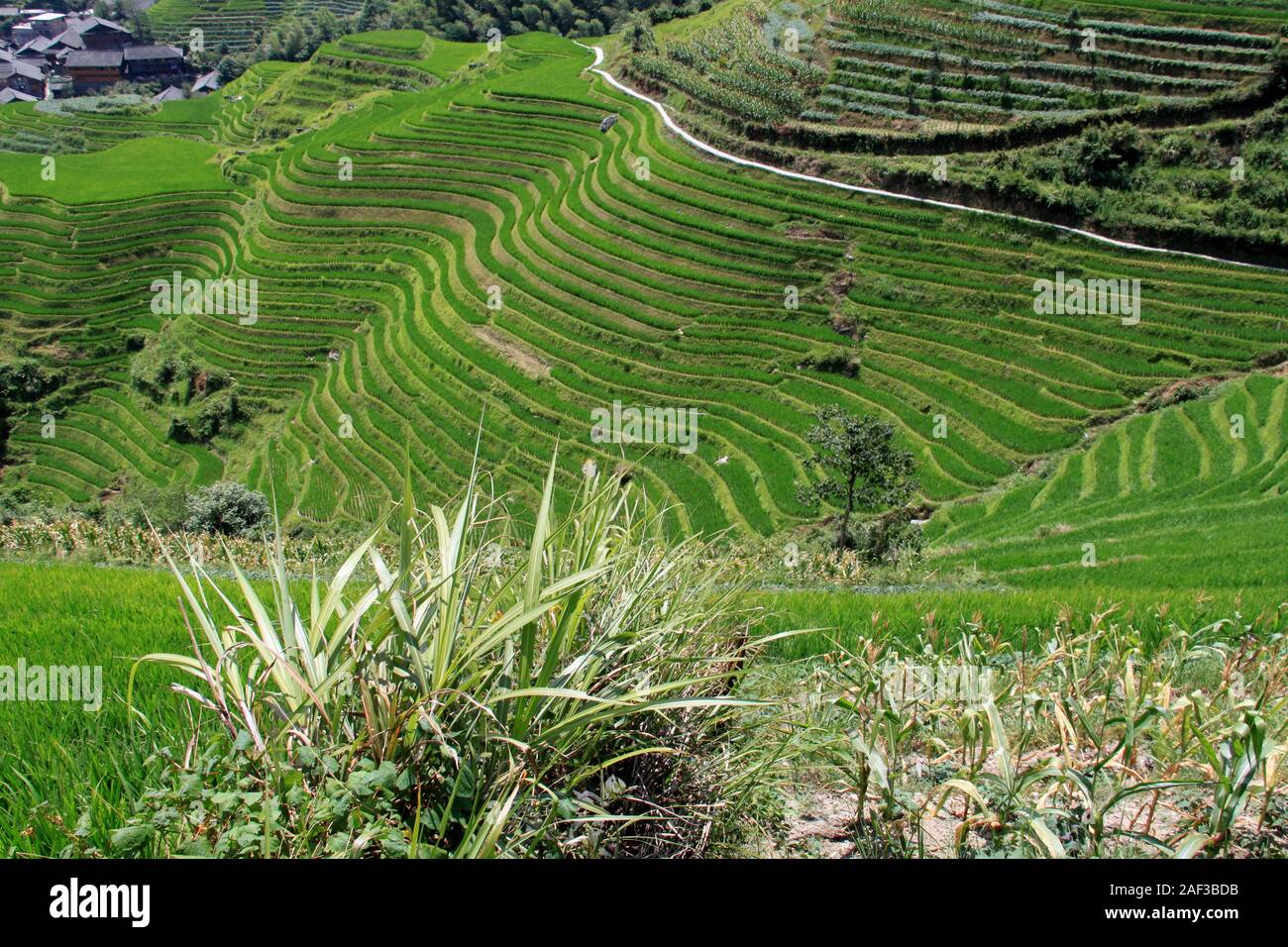 The extraordinary landscape of Longji rice fields Stock Photo - Alamy
