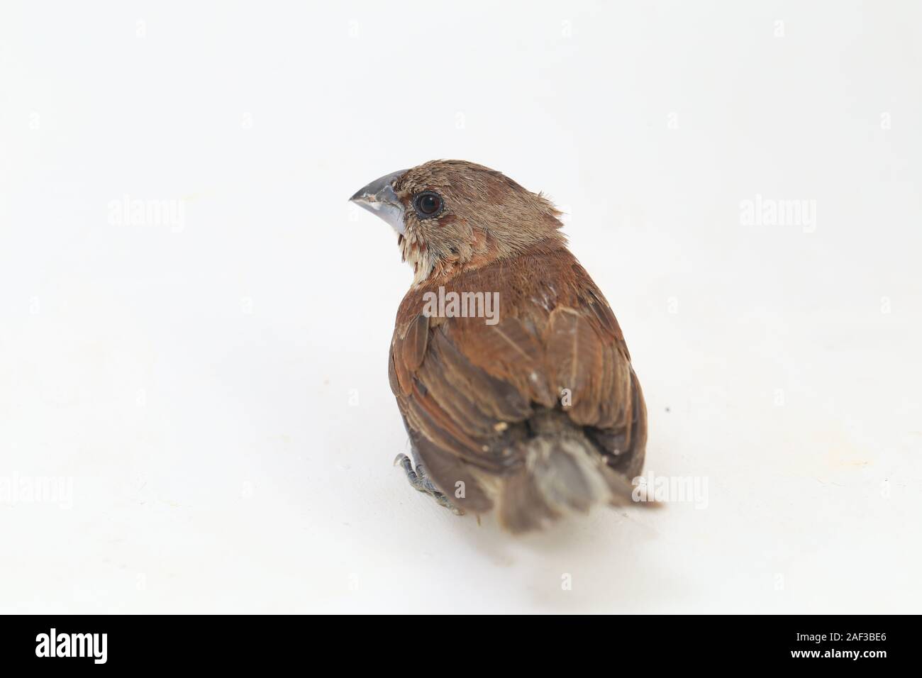 The Javan munia (Lonchura leucogastroides) is a species of estrildid ...