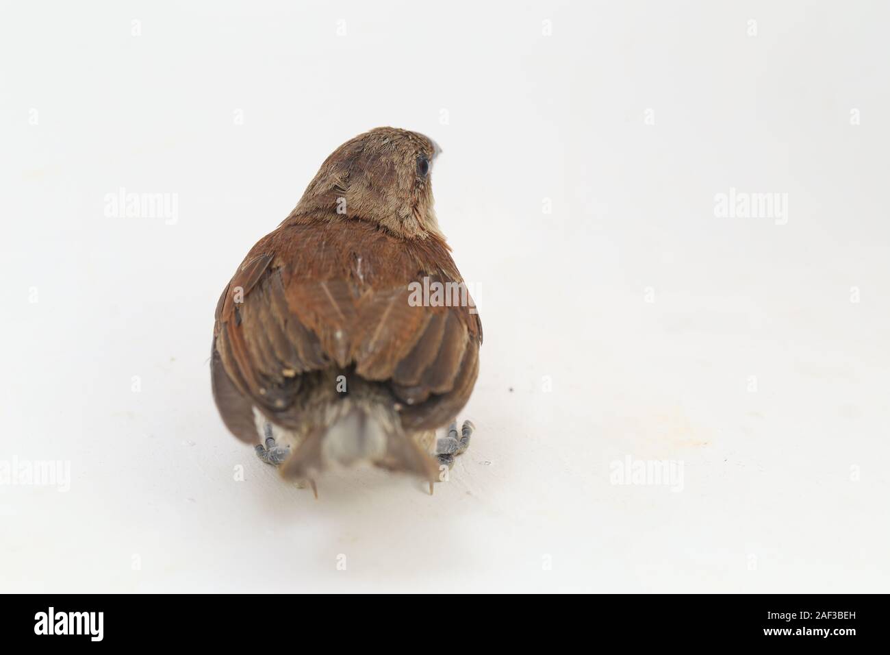 The Javan munia (Lonchura leucogastroides) is a species of estrildid ...