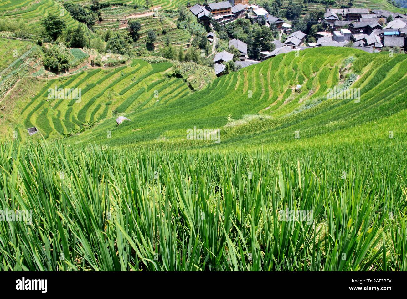 The extraordinary landscape of Longji rice fields Stock Photo - Alamy