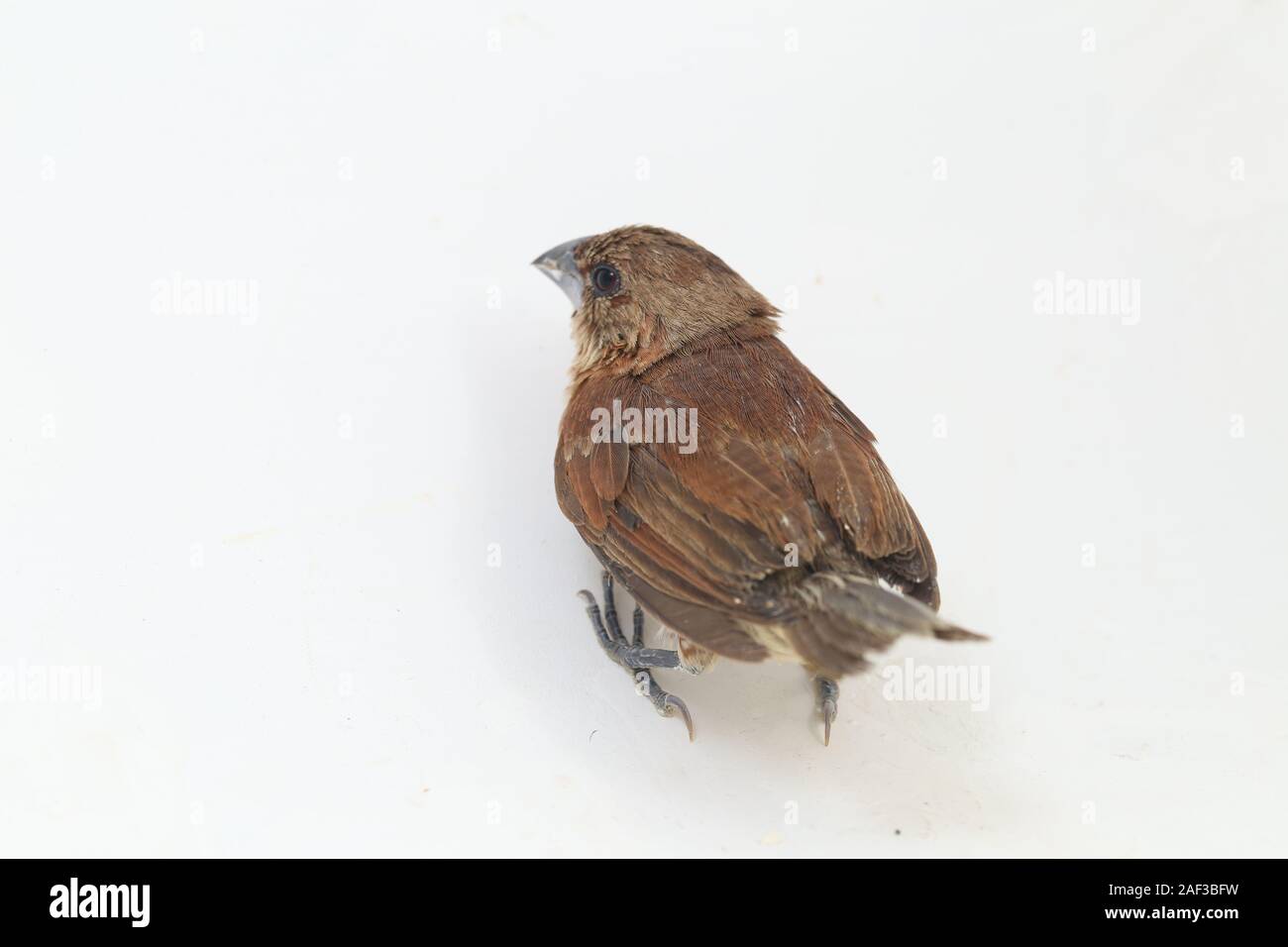 The Javan munia (Lonchura leucogastroides) is a species of estrildid ...