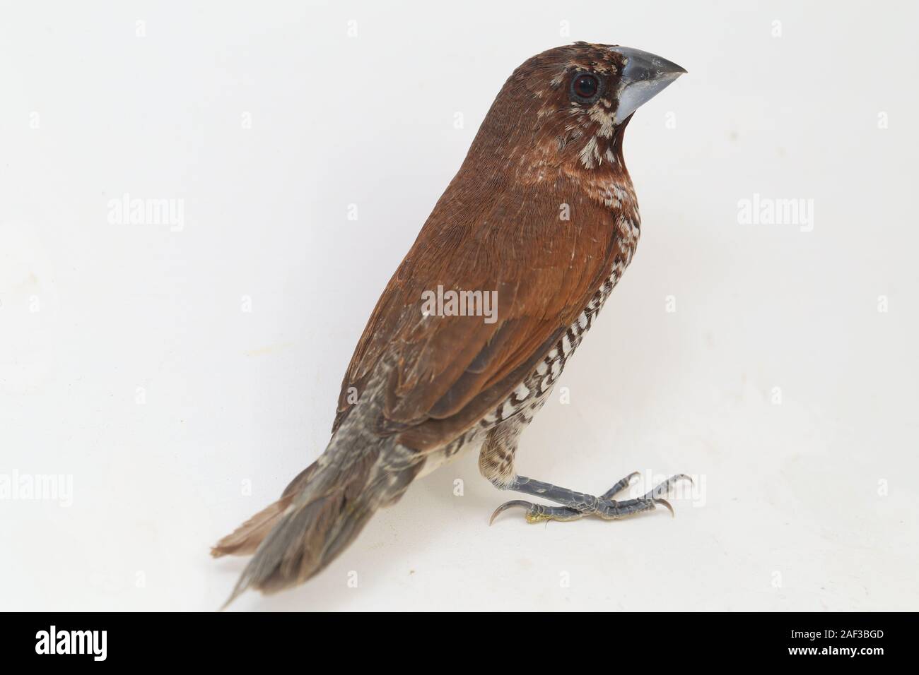 Couple munia hi-res stock photography and images - Alamy