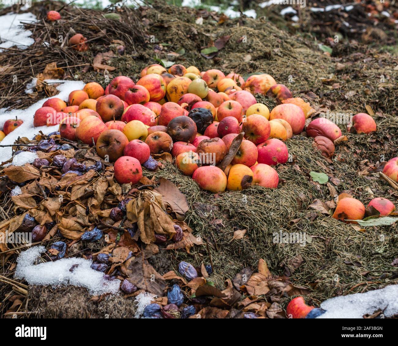 A compost heap of fruits in the process of being recycled Stock Photo ...
