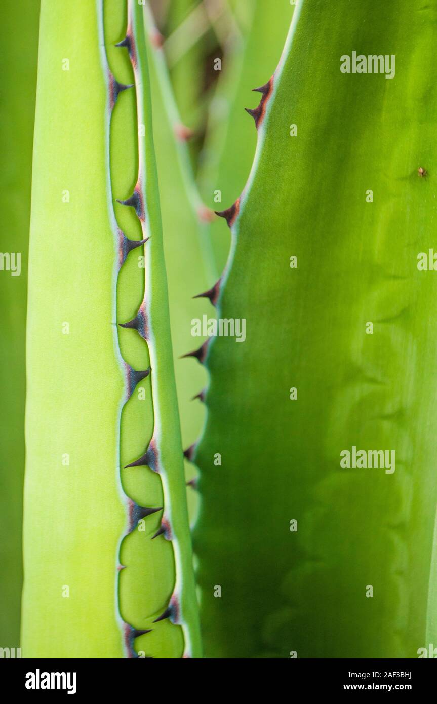 Close up yucca leaves with thorns color Stock Photo - Alamy