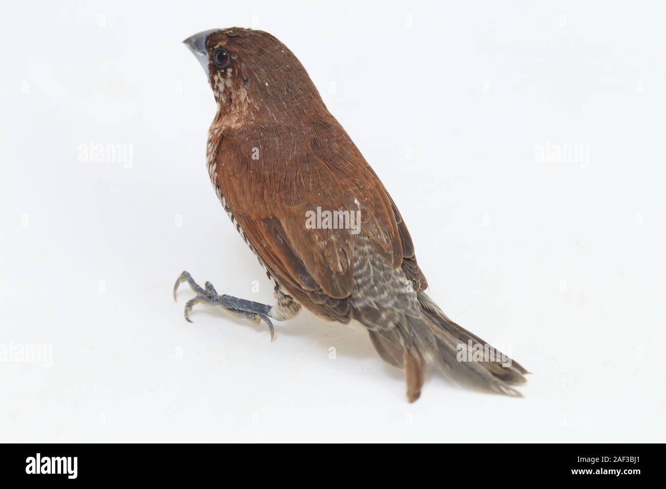 The Javan munia (Lonchura leucogastroides) is a species of estrildid ...