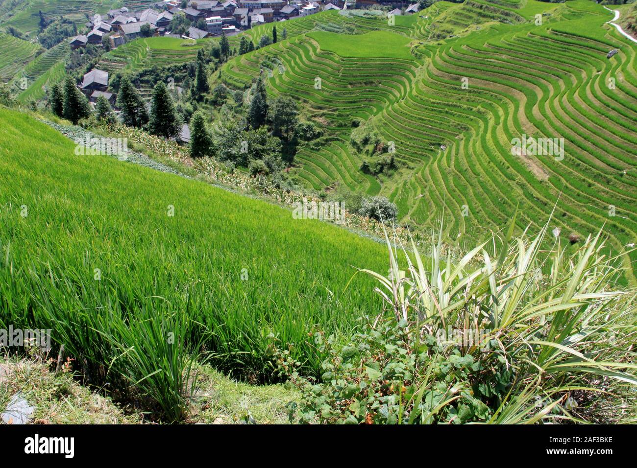 The extraordinary landscape of Longji rice fields Stock Photo - Alamy