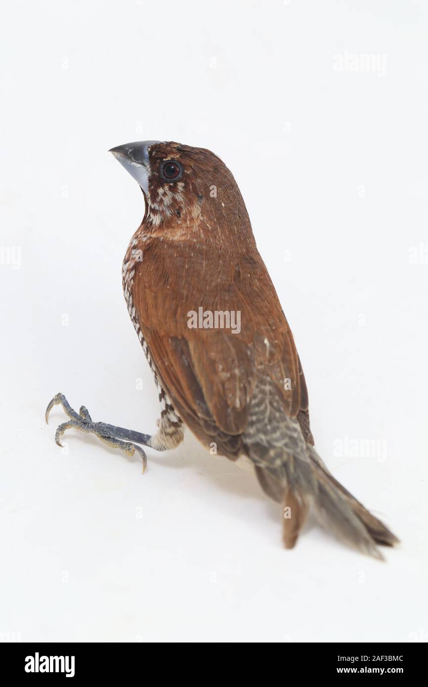 The Javan munia (Lonchura leucogastroides) is a species of estrildid ...