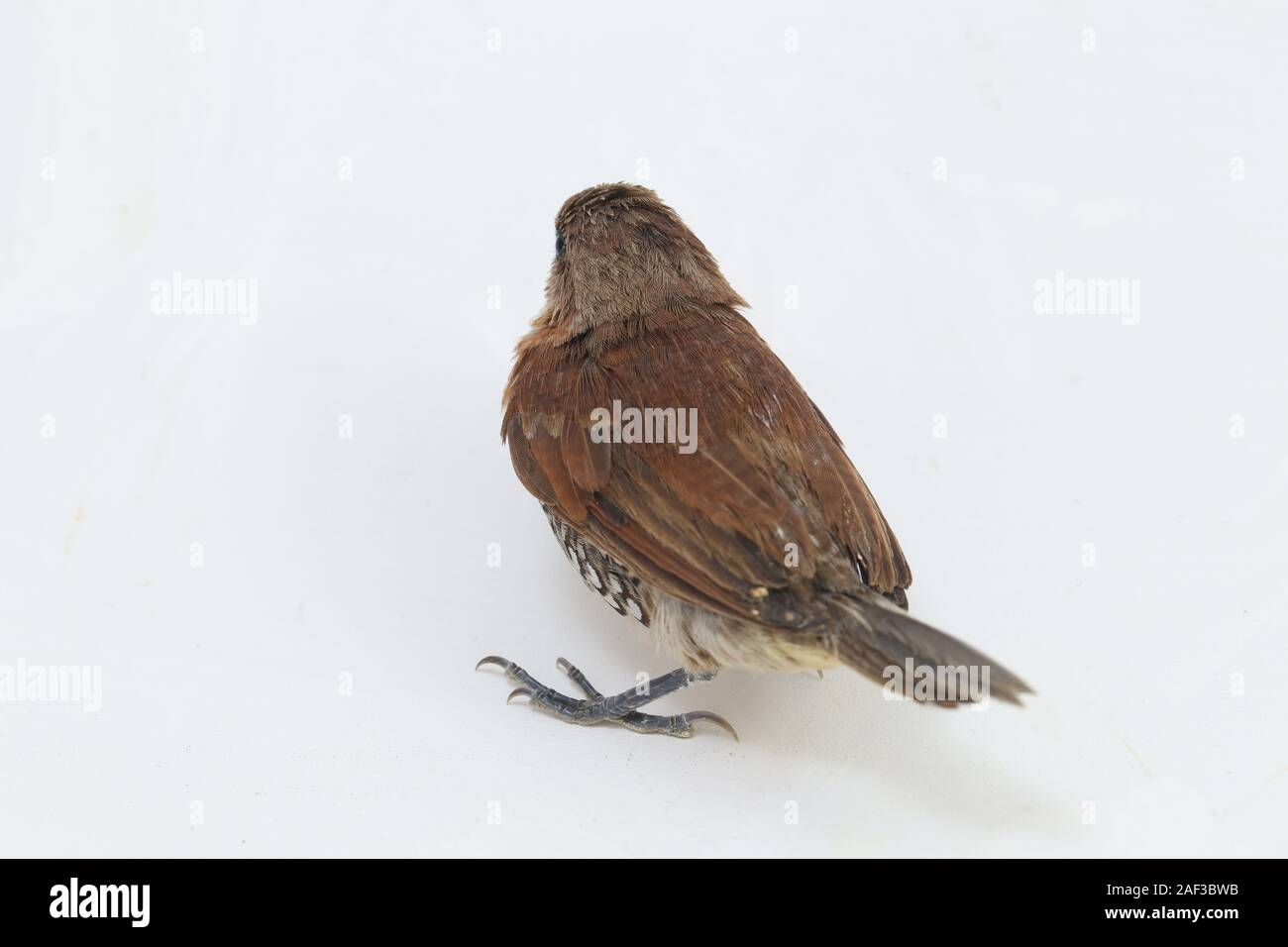 The Javan munia (Lonchura leucogastroides) is a species of estrildid ...