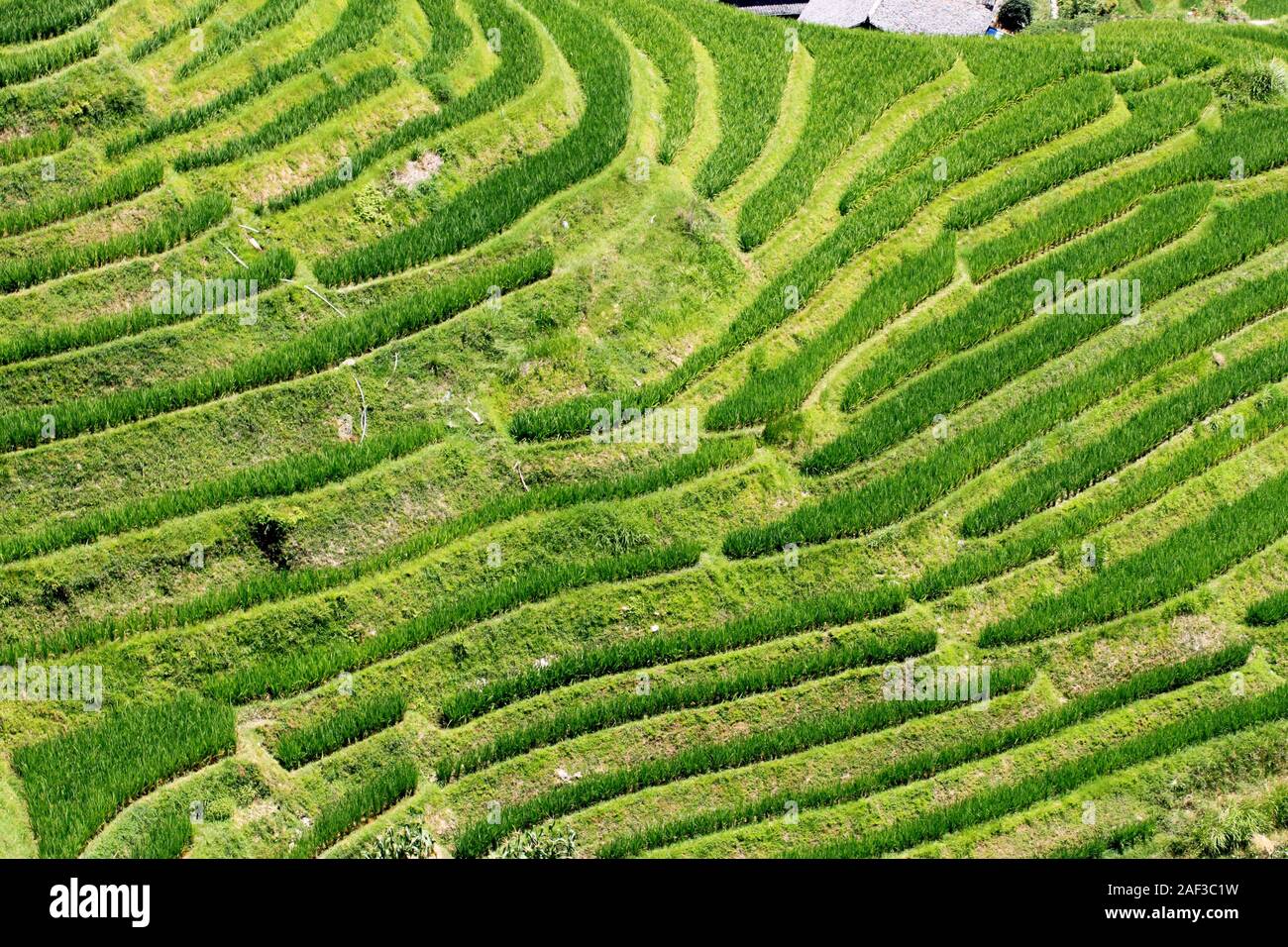 The extraordinary landscape of Longji rice fields Stock Photo - Alamy