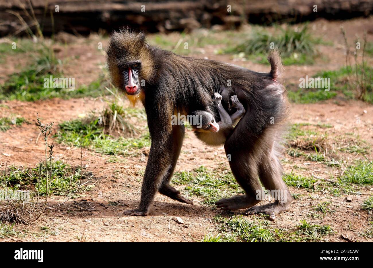 Mandrill Baboon Baby
