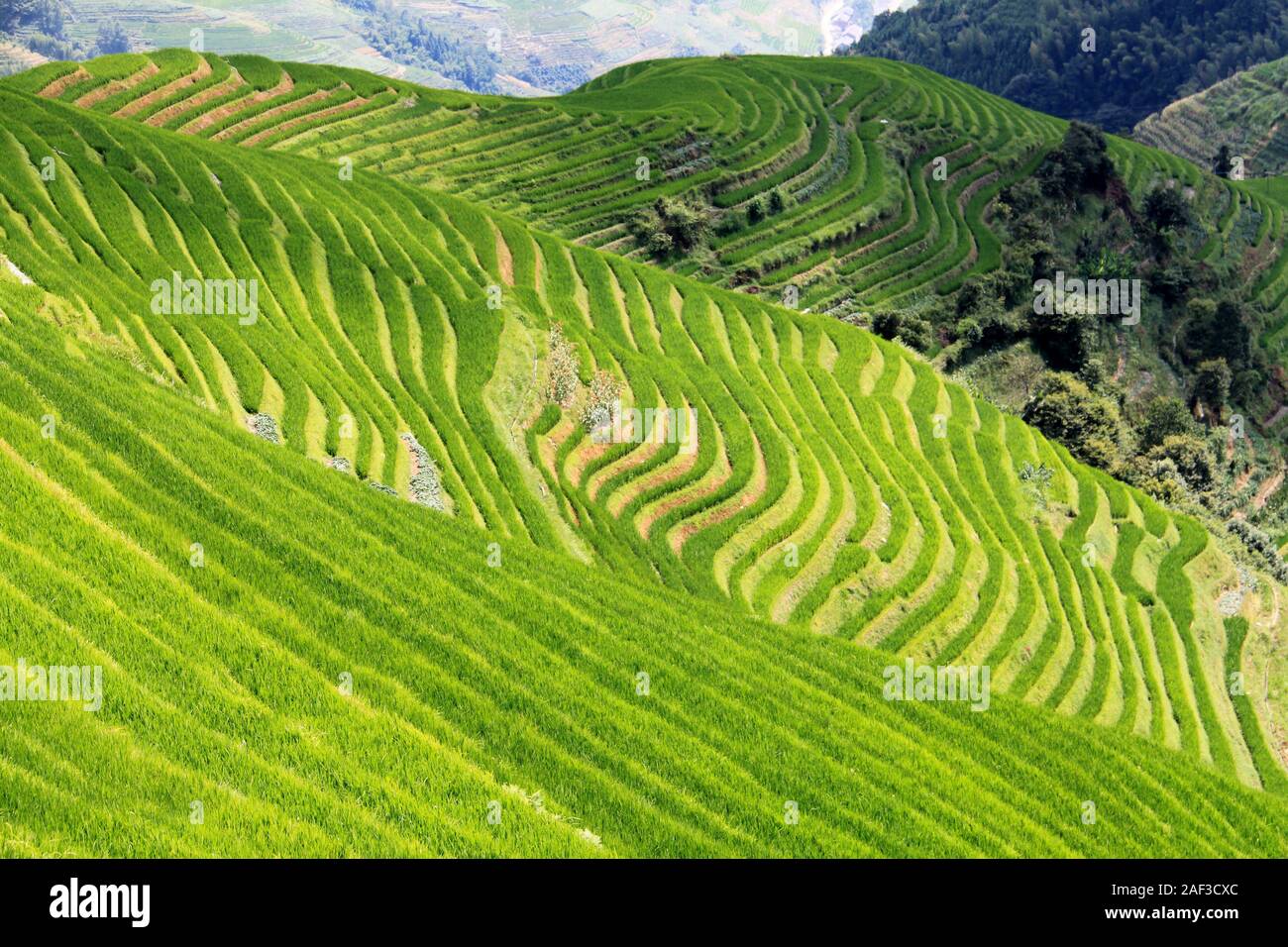 The extraordinary landscape of Longji rice fields Stock Photo - Alamy