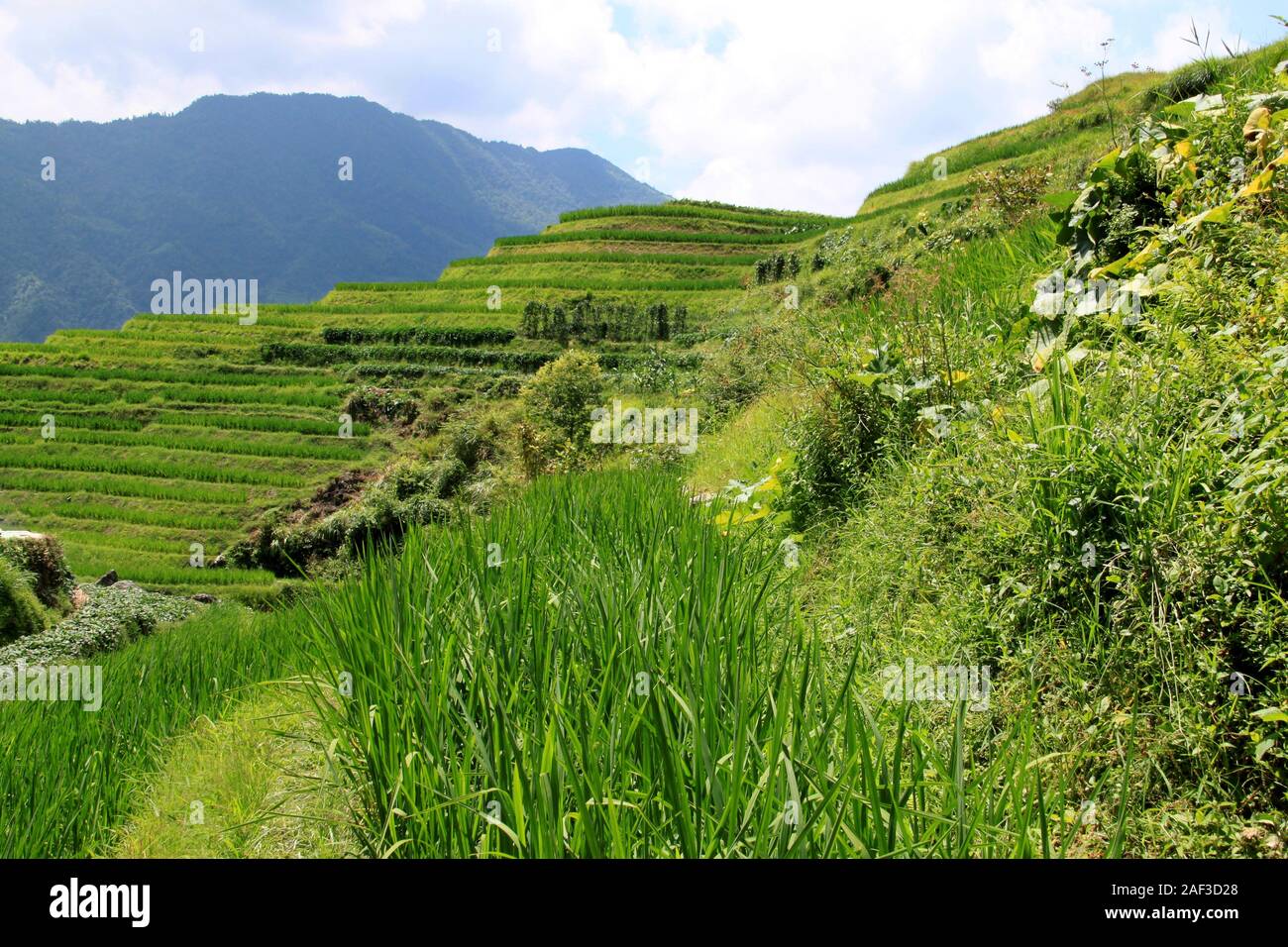 The extraordinary landscape of Longji rice fields Stock Photo - Alamy