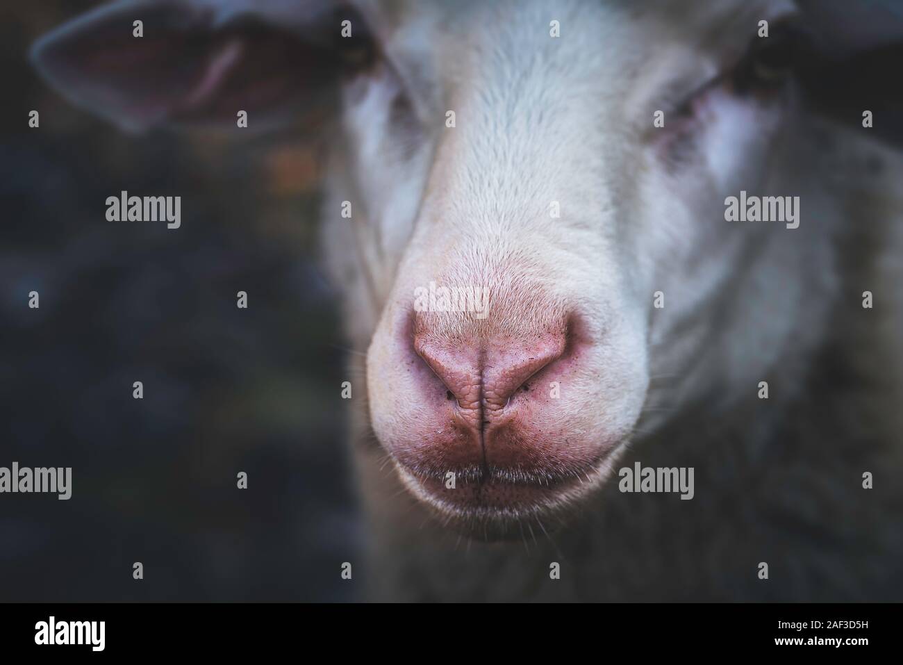 Sheep mouth hi-res stock photography and images - Alamy