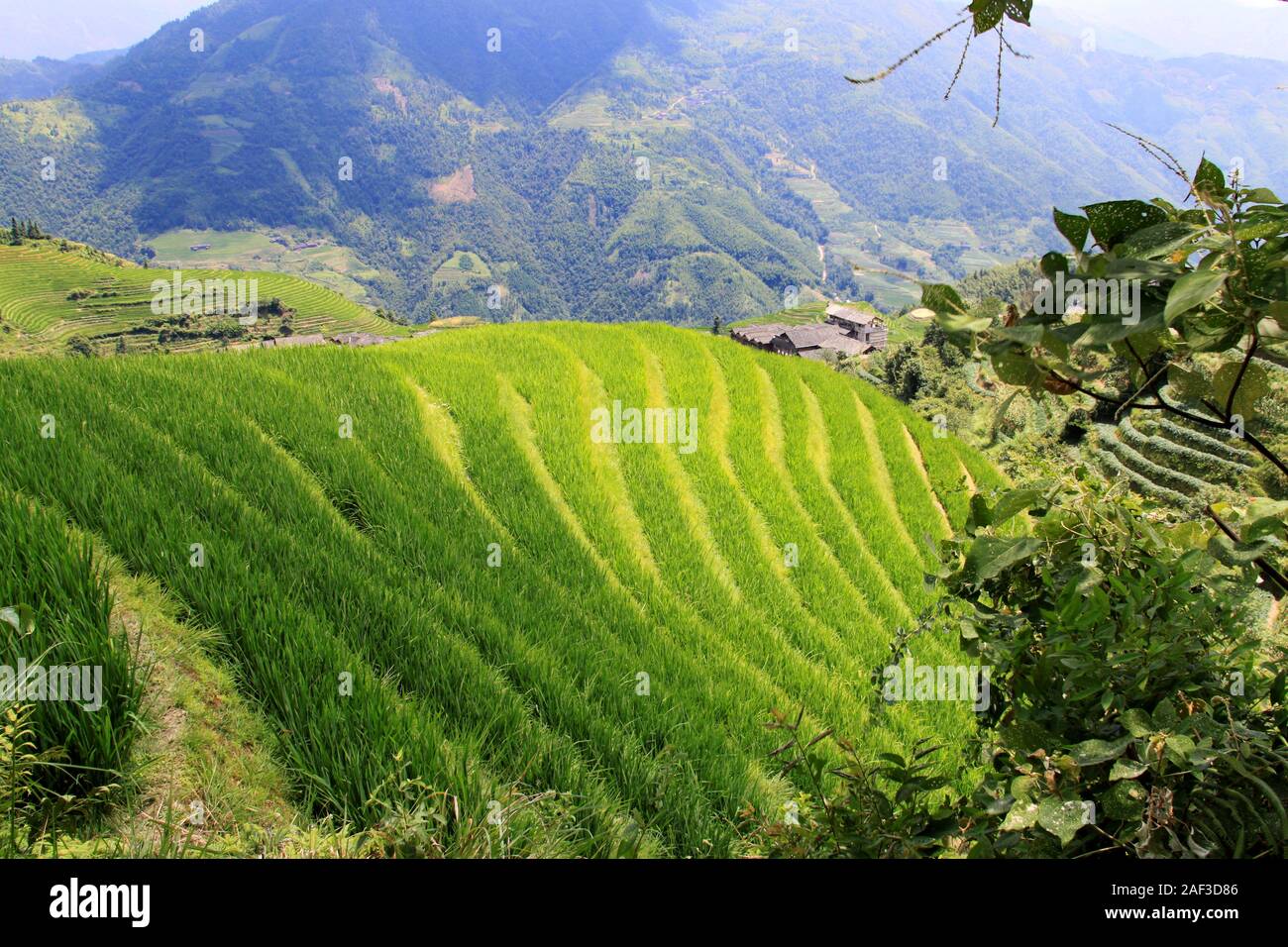 The extraordinary landscape of Longji rice fields Stock Photo - Alamy