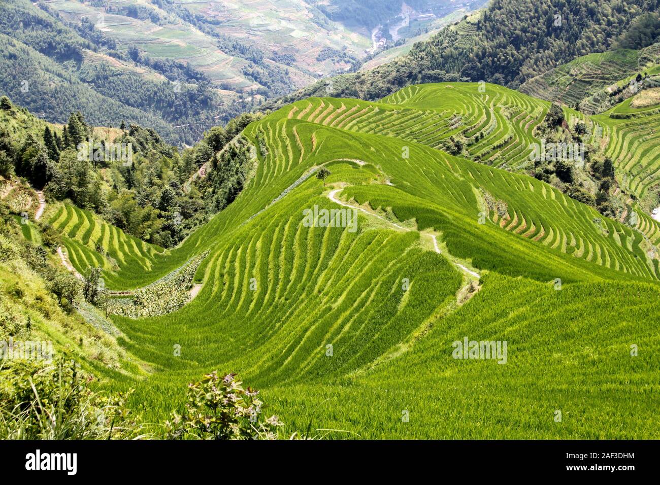 The extraordinary landscape of Longji rice fields Stock Photo - Alamy