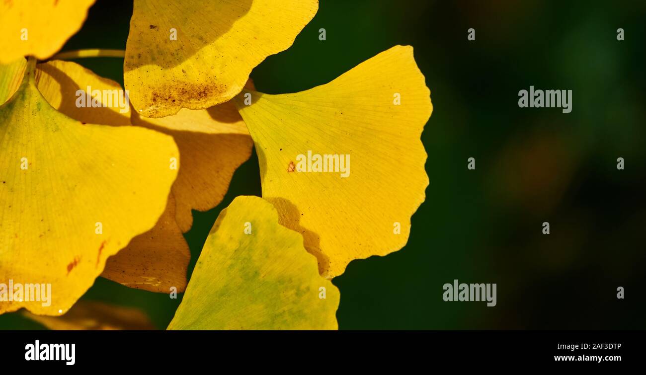 Close-up of the small yellow leaf of a ginko tree discoloured in autumn ...