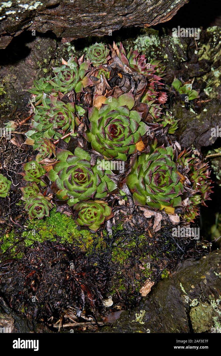 Sempervivum tectorum, common houseleek growing on the tree root Stock ...