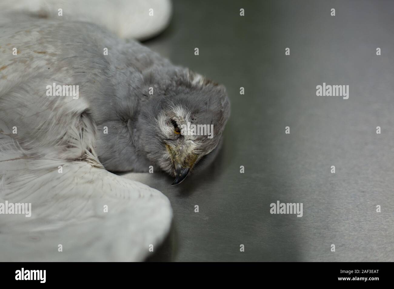 Dead hen harrier hi-res stock photography and images - Alamy